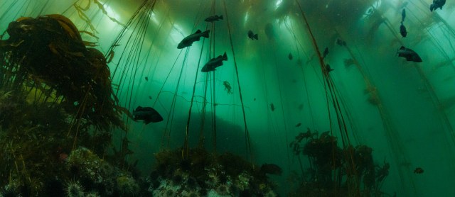 The Okamoto Lab – Department of Integrative Biology, University of ...